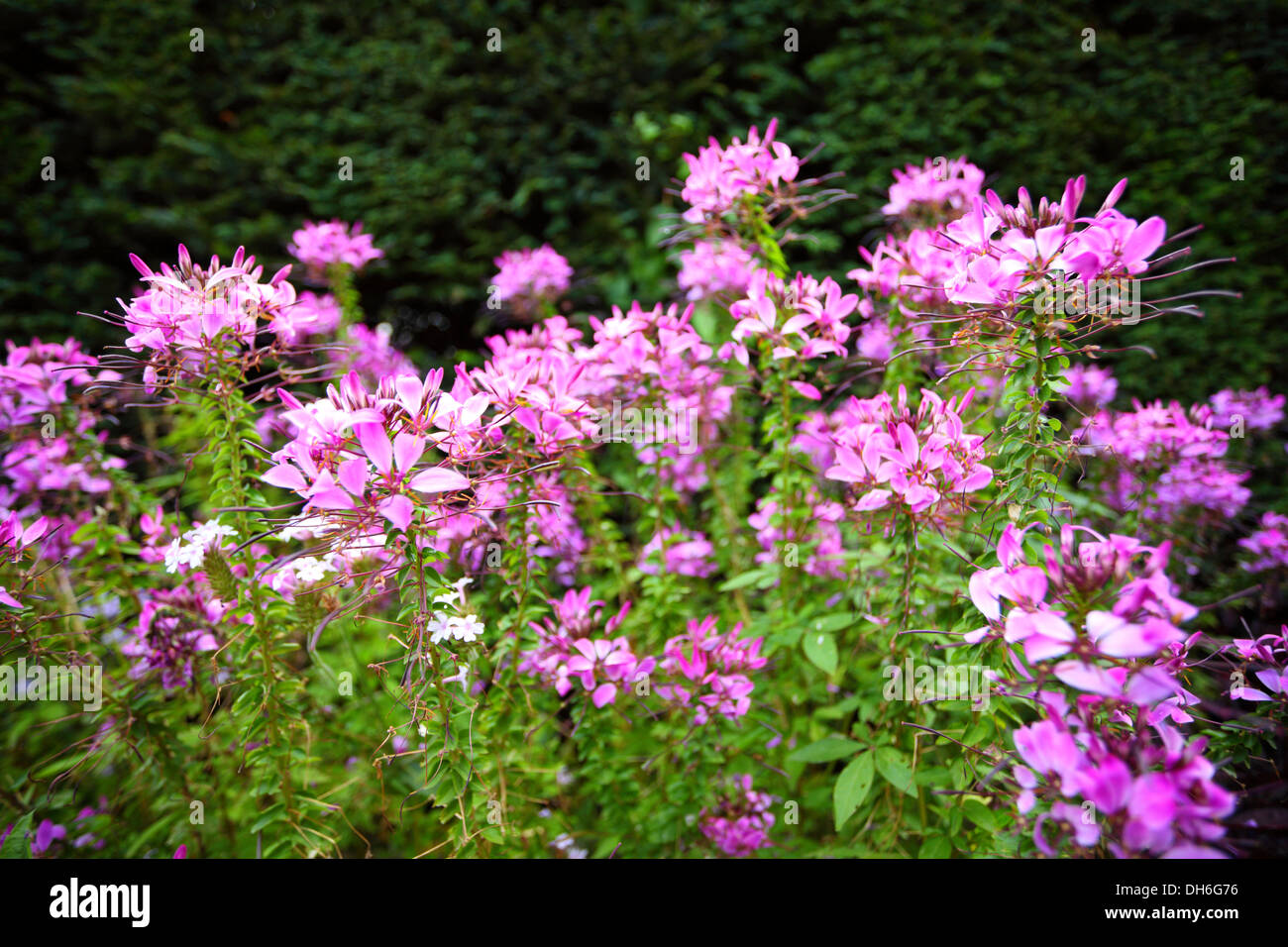 Pink flowers in the garden. Spring or summer background Stock Photo - Alamy