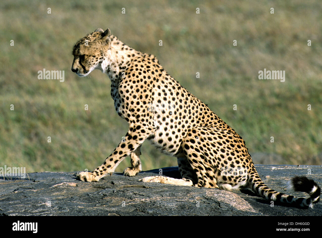 Cheetah on rock in Serengeti National Park Tanzania Stock Photo - Alamy