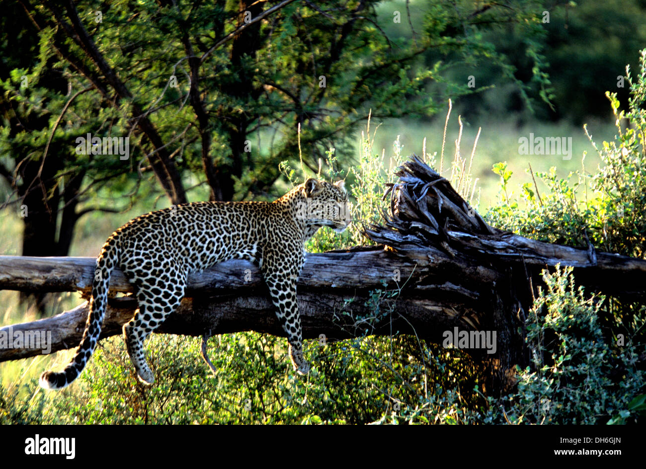 Leopard (Panthera pardus) resting on fallen tree in Serengeti National ...