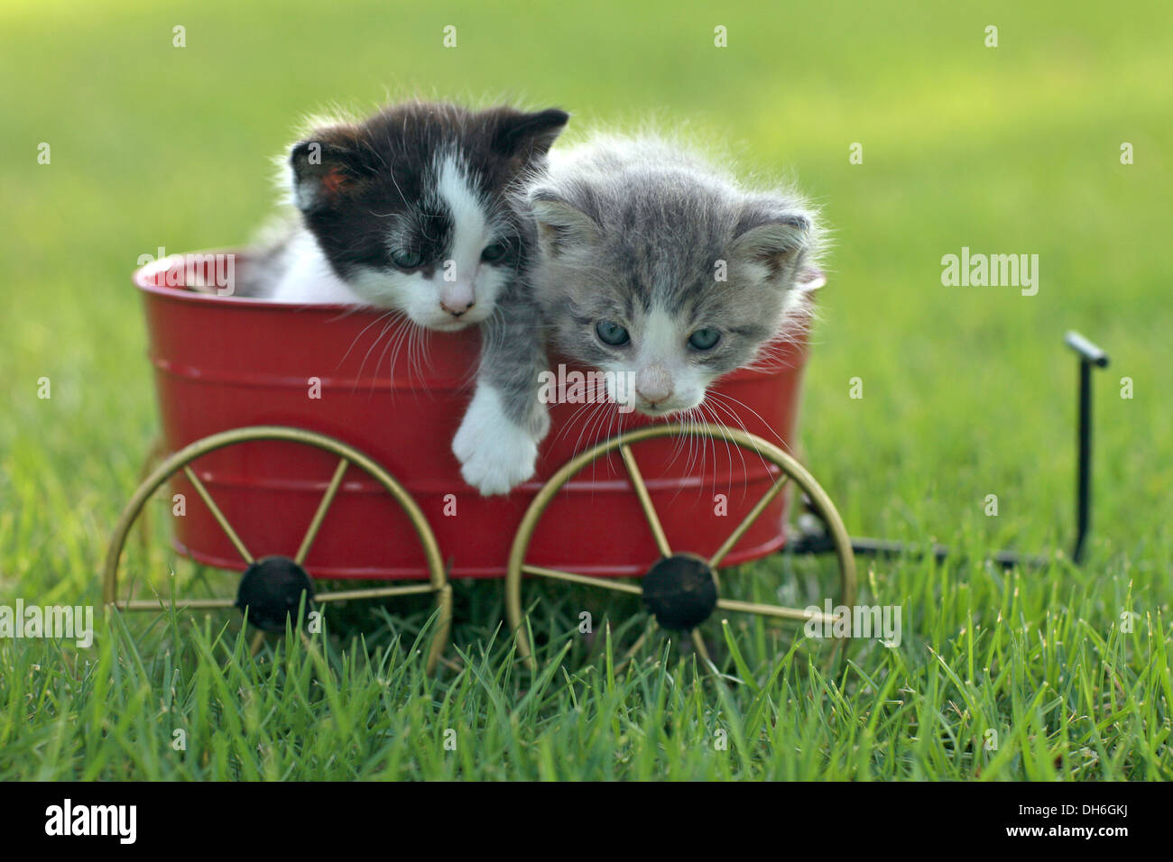 Cute Little Kittens Outdoors in Natural Light Stock Photo - Alamy