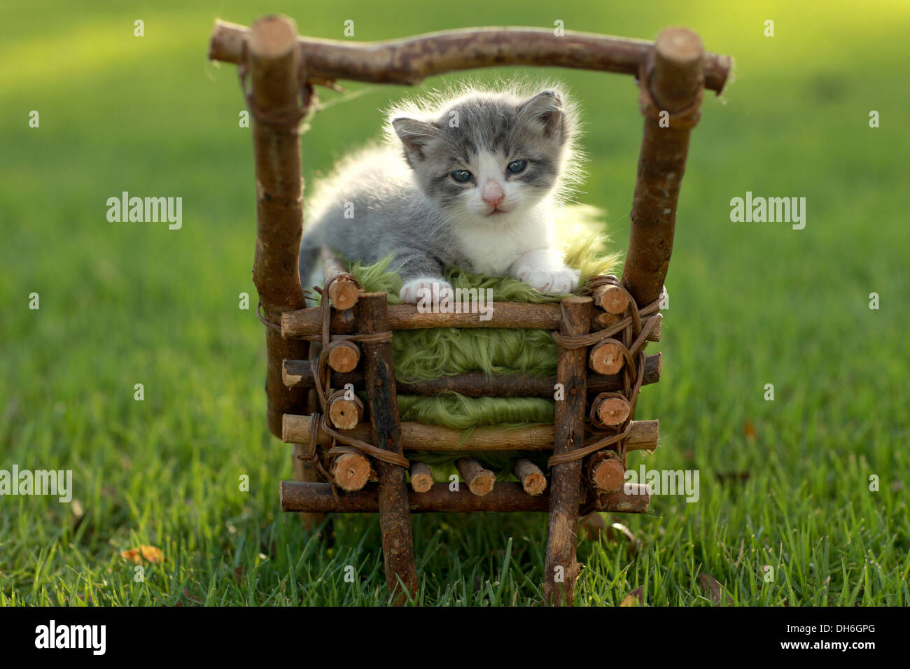 Adorable Baby Kitten Outdoors in Grass Stock Photo - Alamy