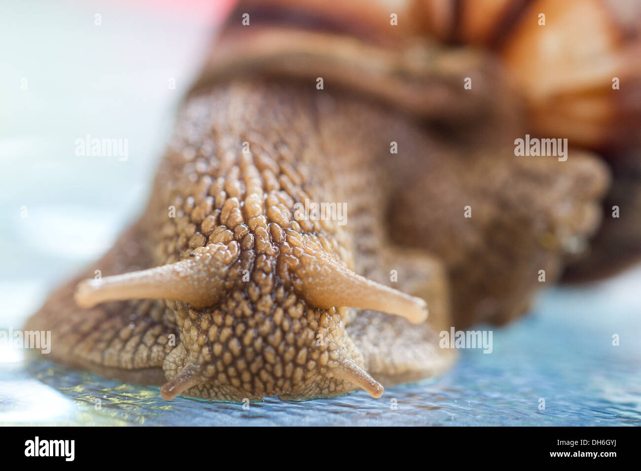 Creeping snail helix macro shoot Stock Photo - Alamy
