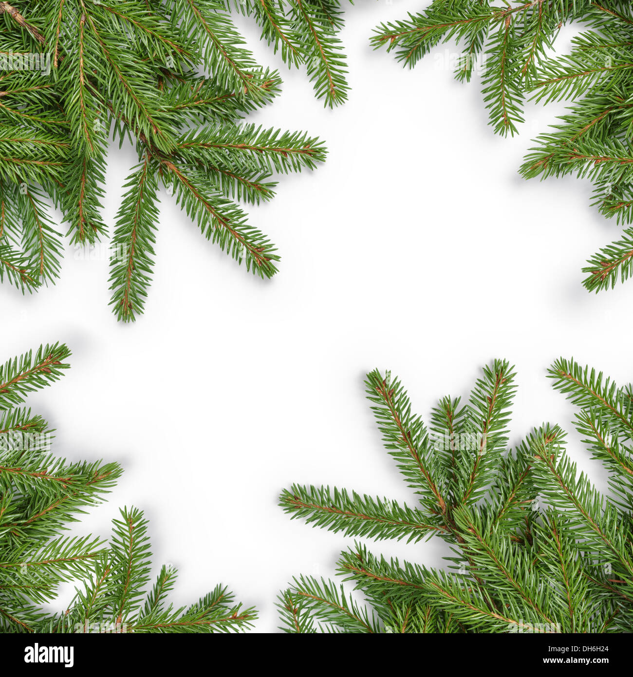 composition from fir twigs with shadow, on white background Stock Photo ...