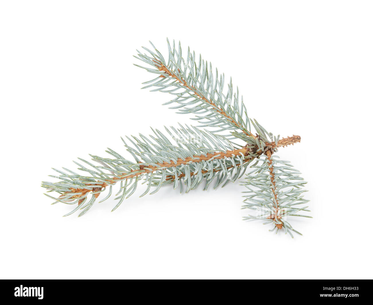 blue spruce twig, isolated on white background Stock Photo - Alamy