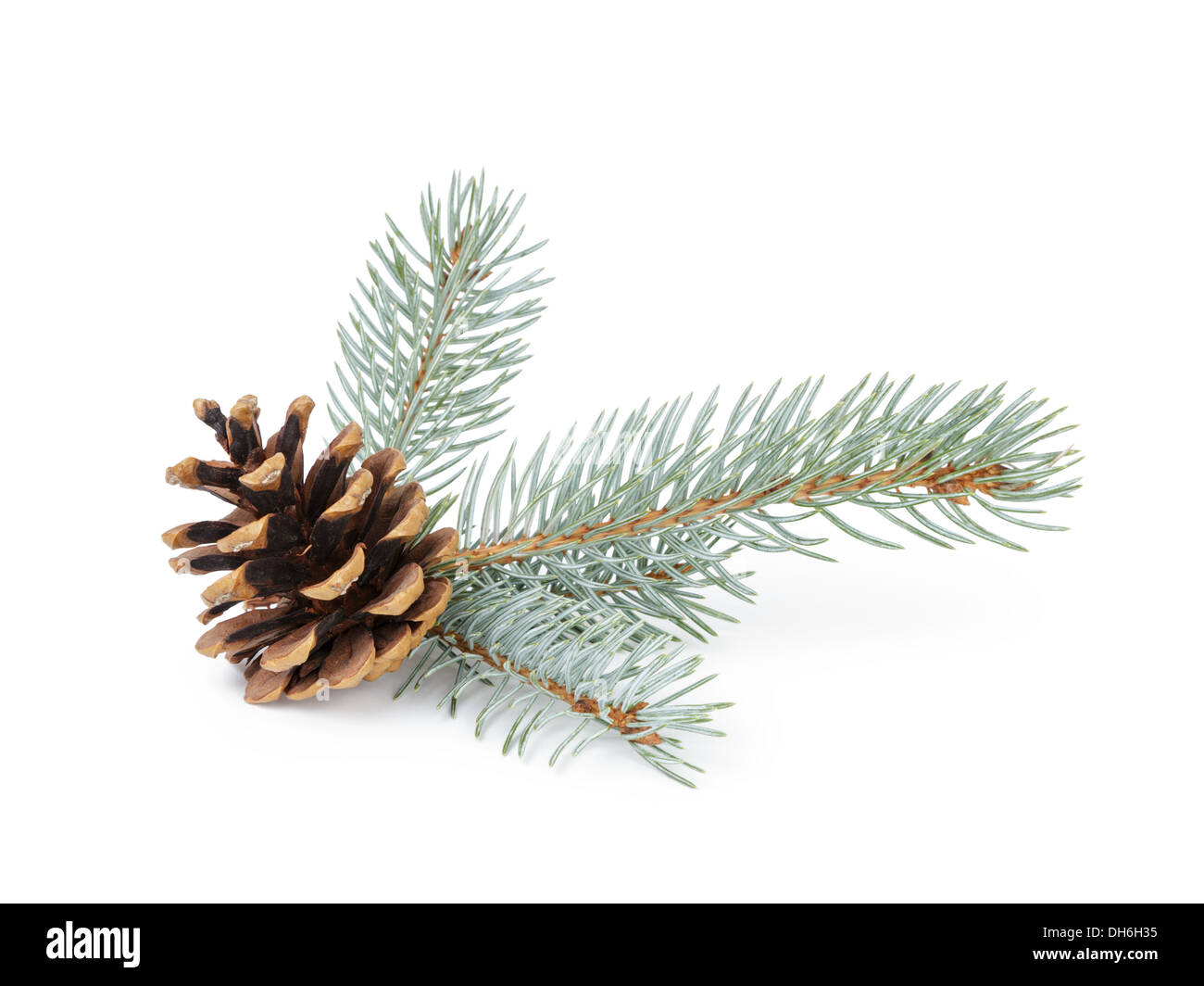 blue spruce twig with cone, isolated on white background Stock Photo ...