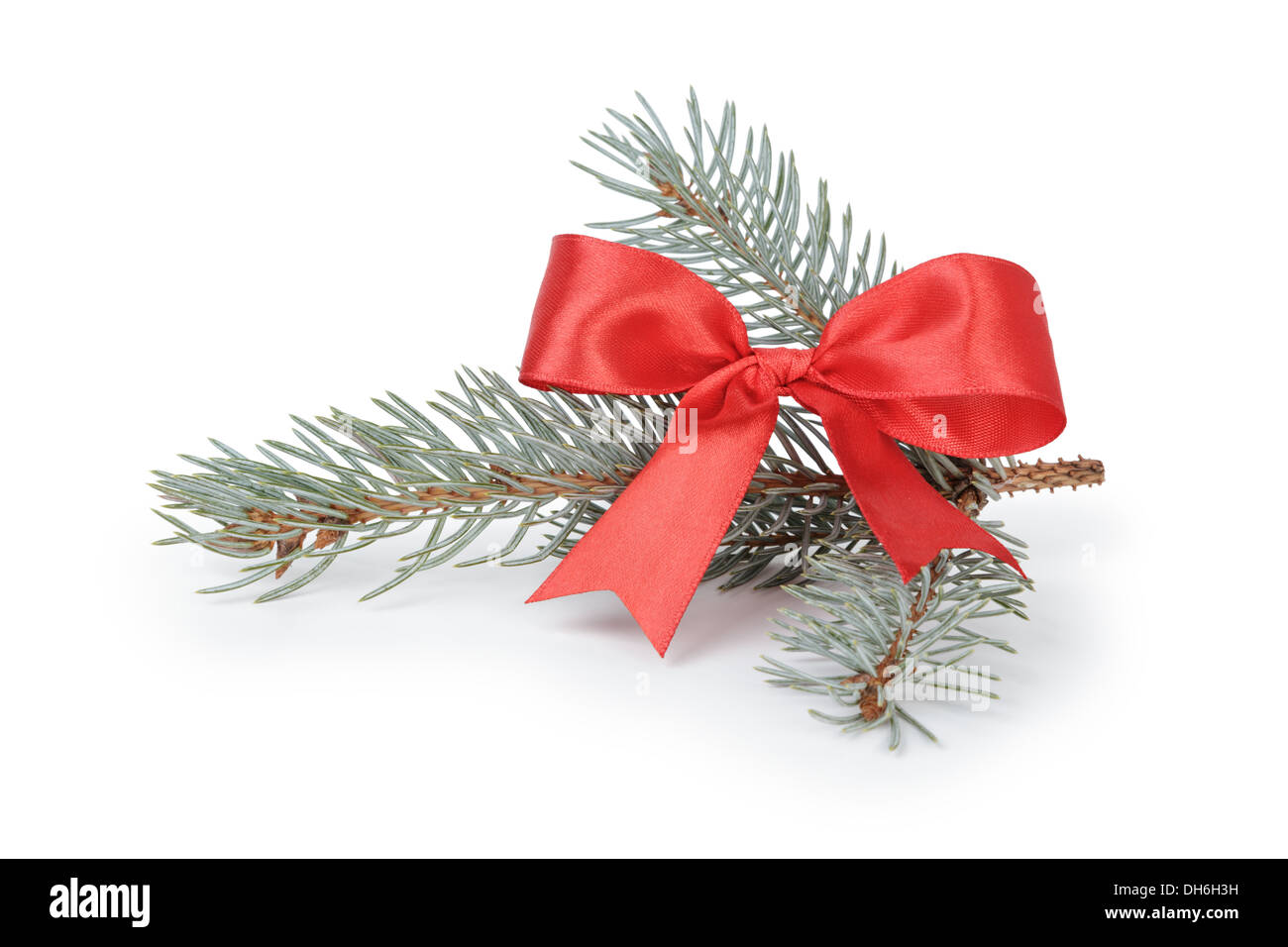 blue spruce twig with ribbon bow, isolated on white background Stock ...