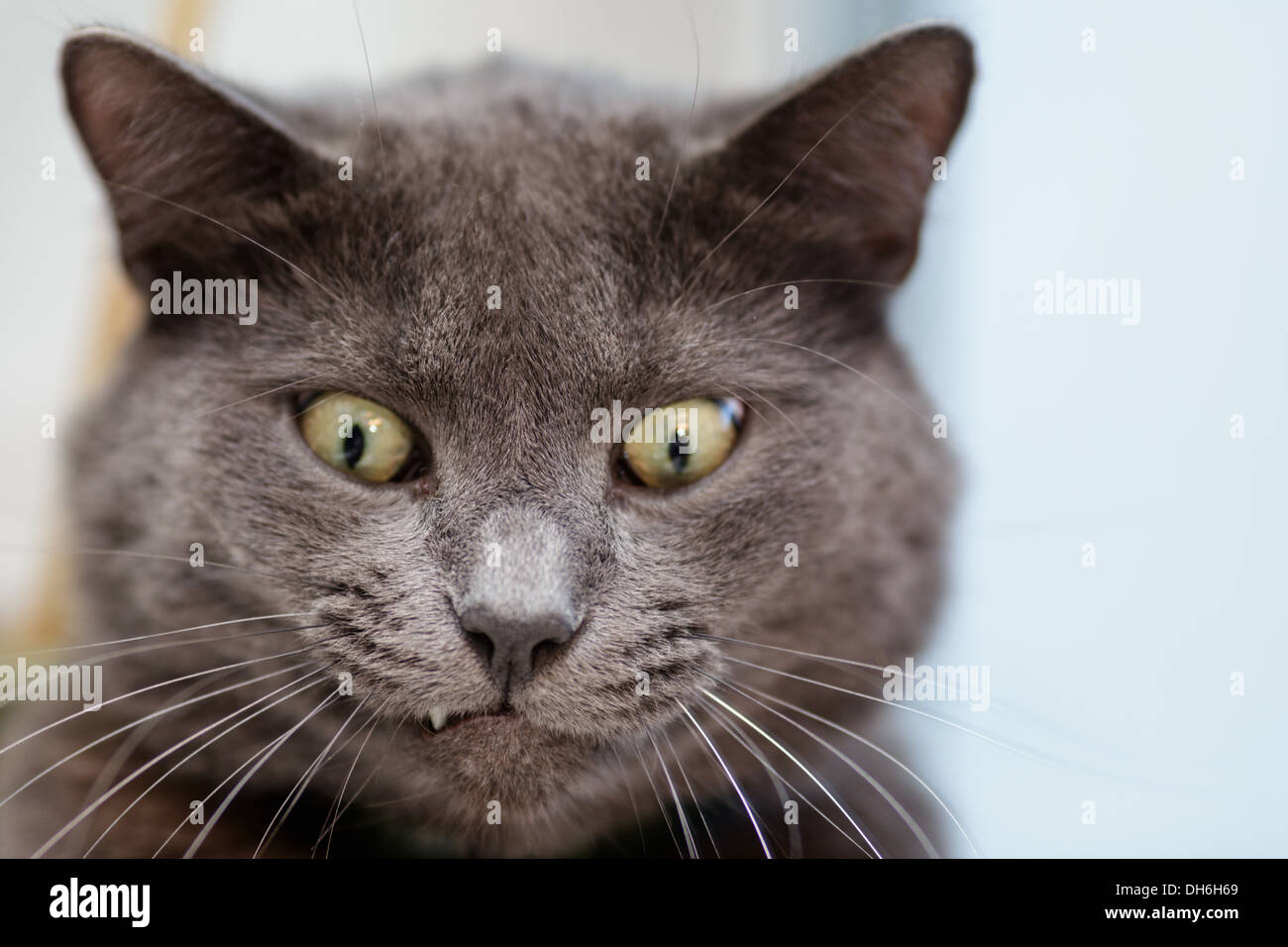 fuuny cat face, british shorthair cat close up Stock Photo - Alamy