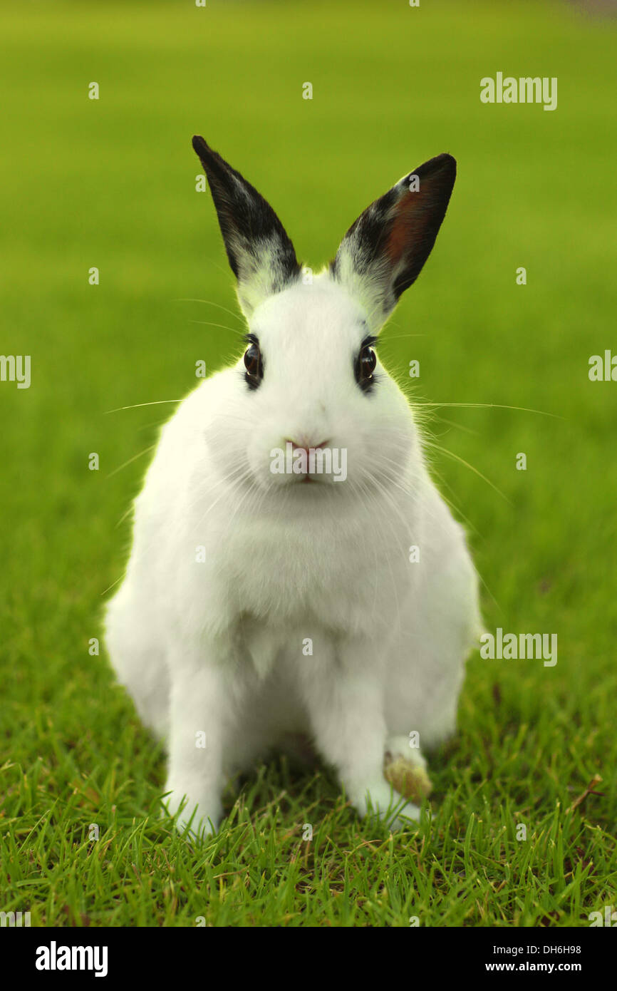 Adorable White Bunny Rabbit Outdoors in Grass Stock Photo - Alamy