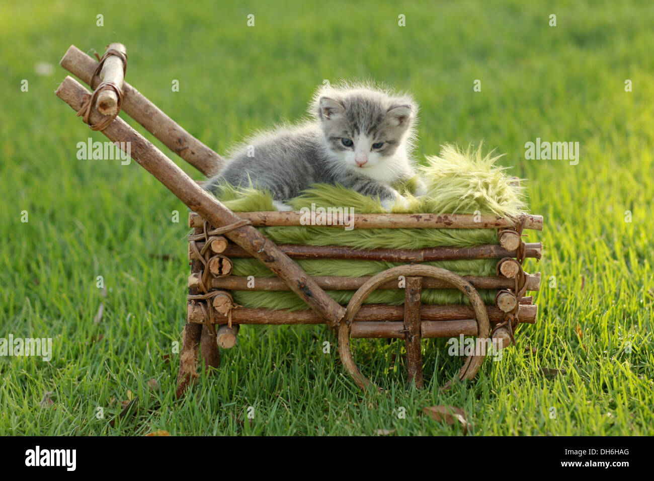 Adorable Baby Kitten Outdoors in Grass Stock Photo - Alamy