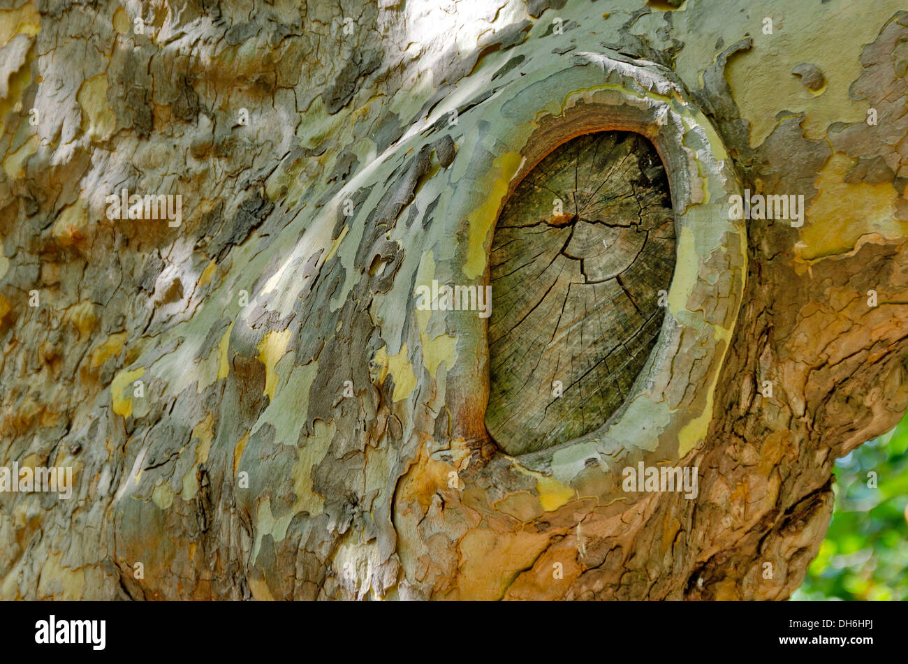 Sycamore tree bark hi-res stock photography and images - Alamy