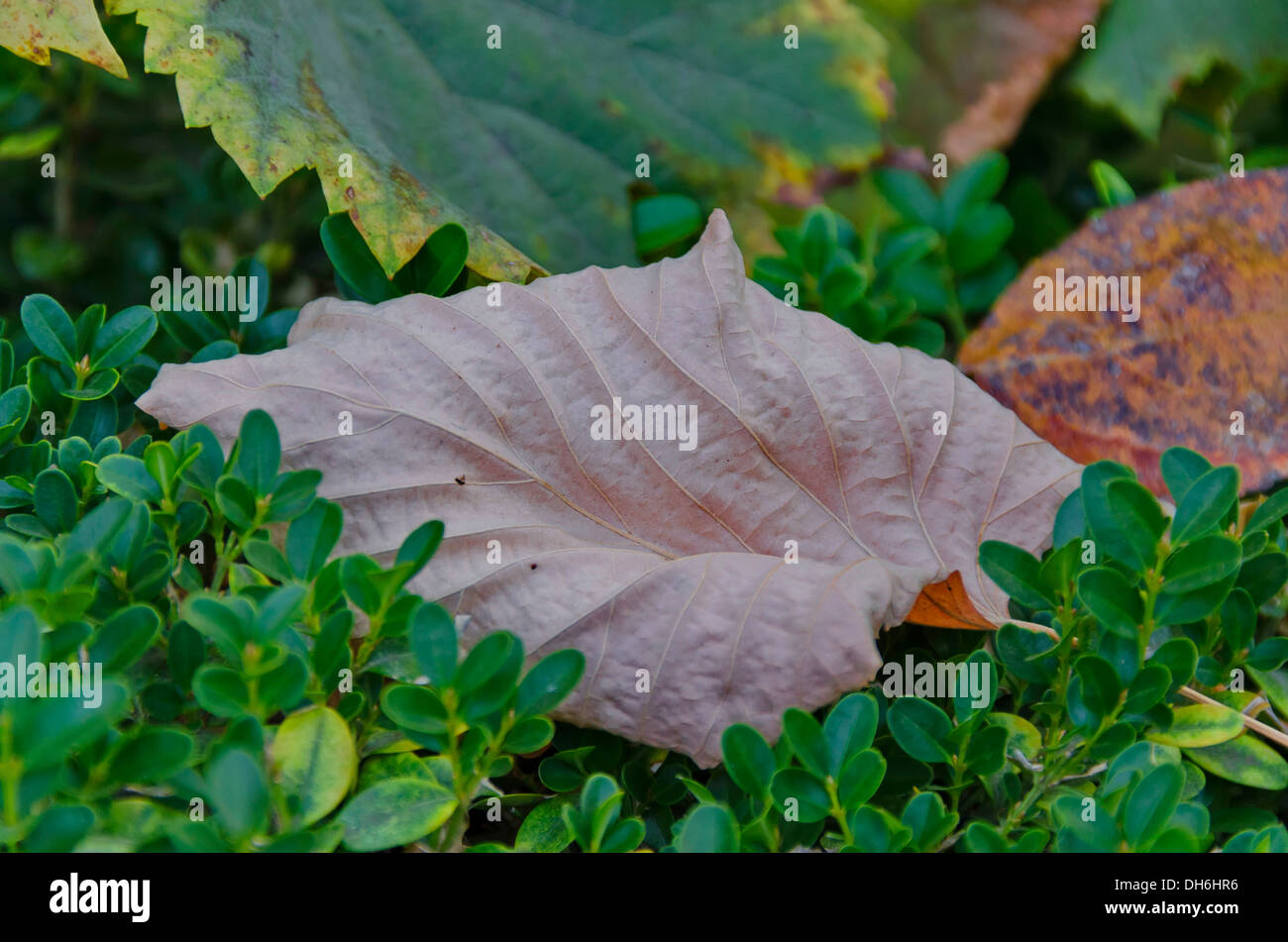 Back side of leaf hi-res stock photography and images - Alamy