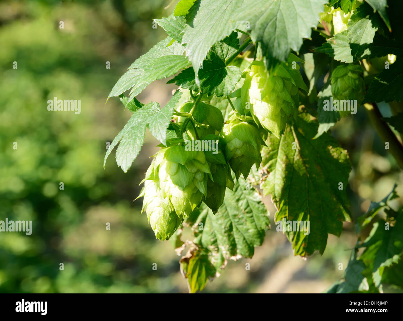 Ripe hops hi-res stock photography and images - Alamy