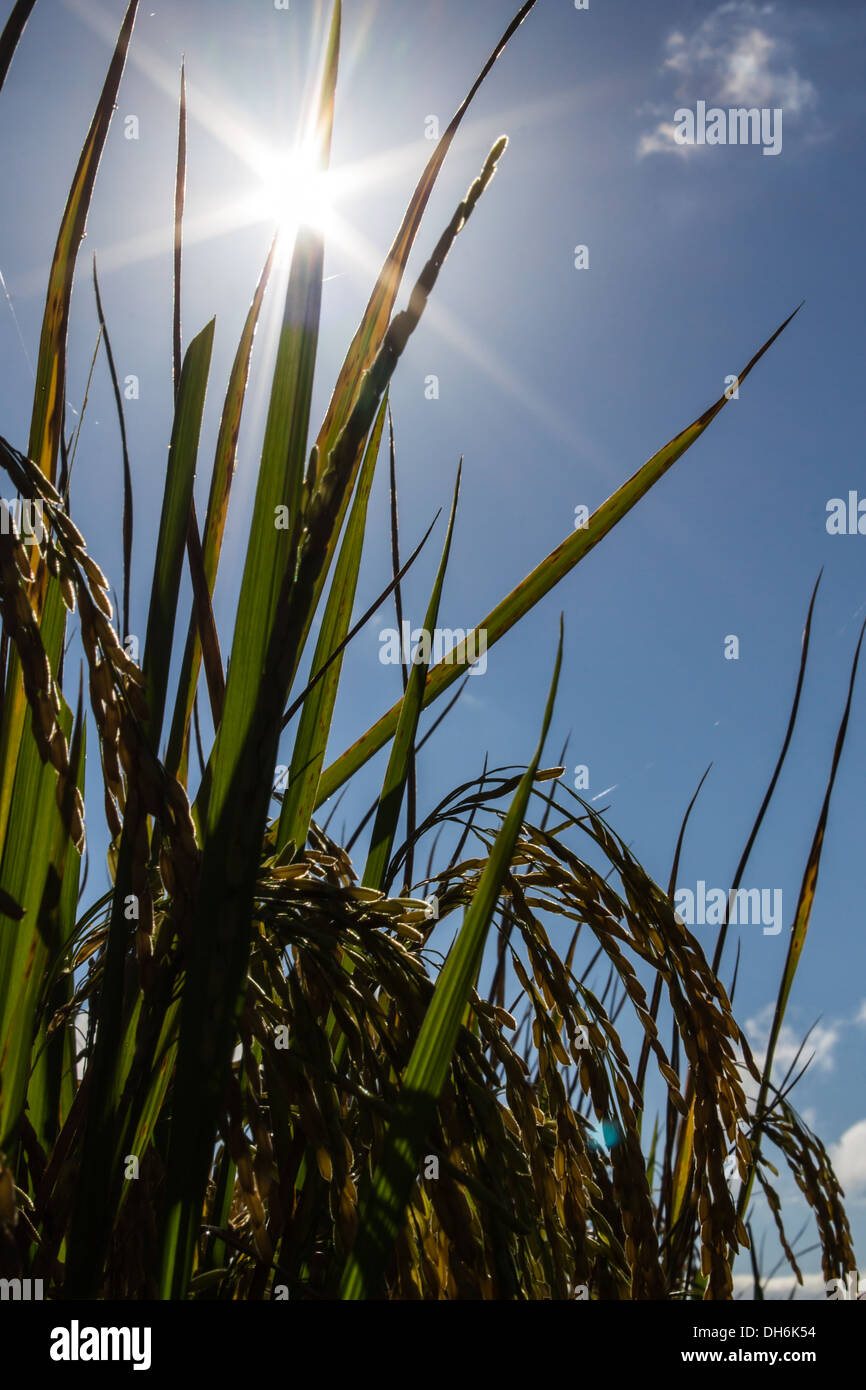 Rice crop in the sunshine Stock Photo - Alamy