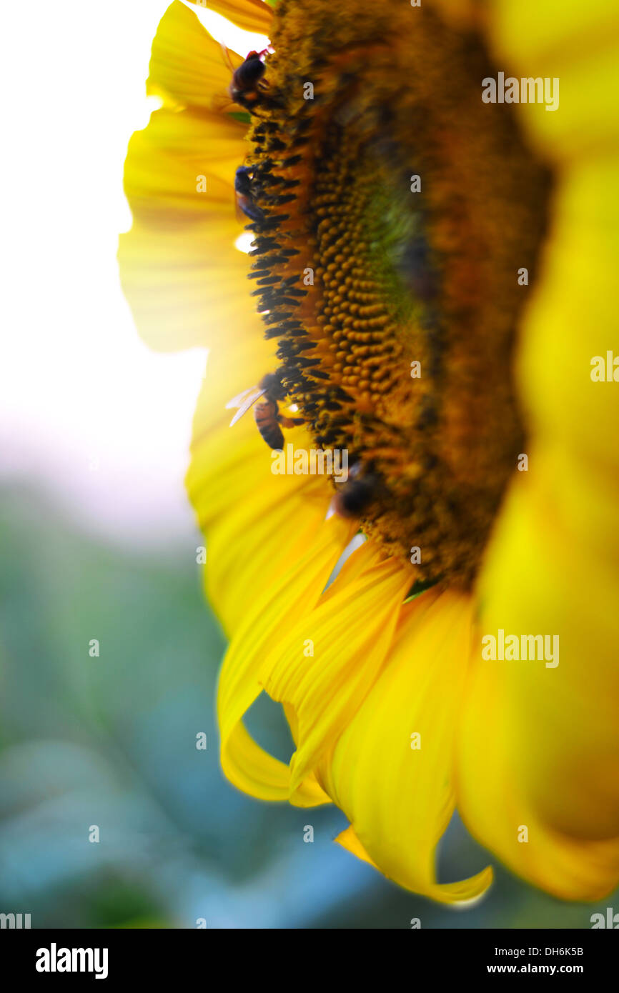 Sunflower and bee In the summer Stock Photo - Alamy