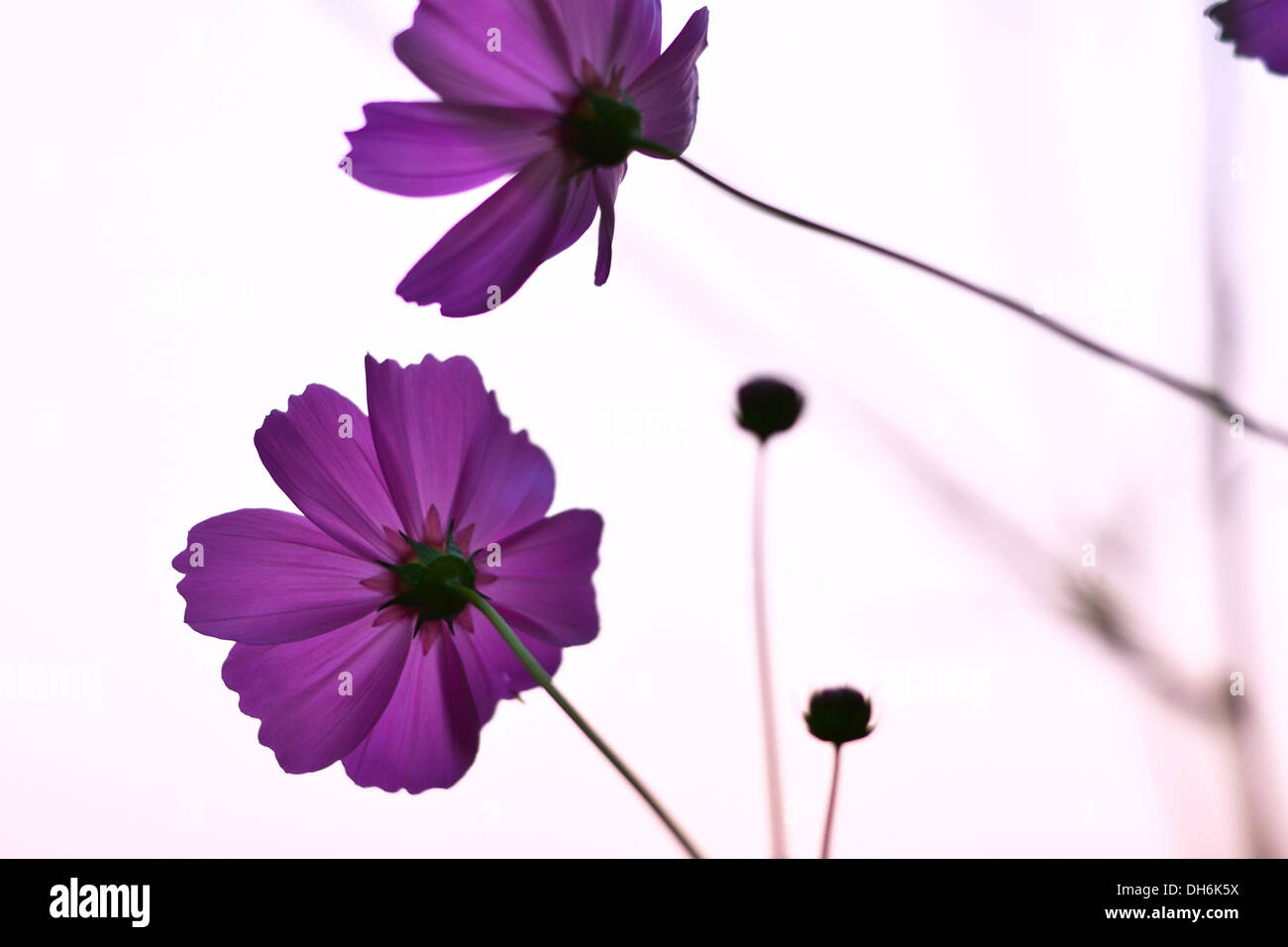 Purple cosmos hi-res stock photography and images - Alamy