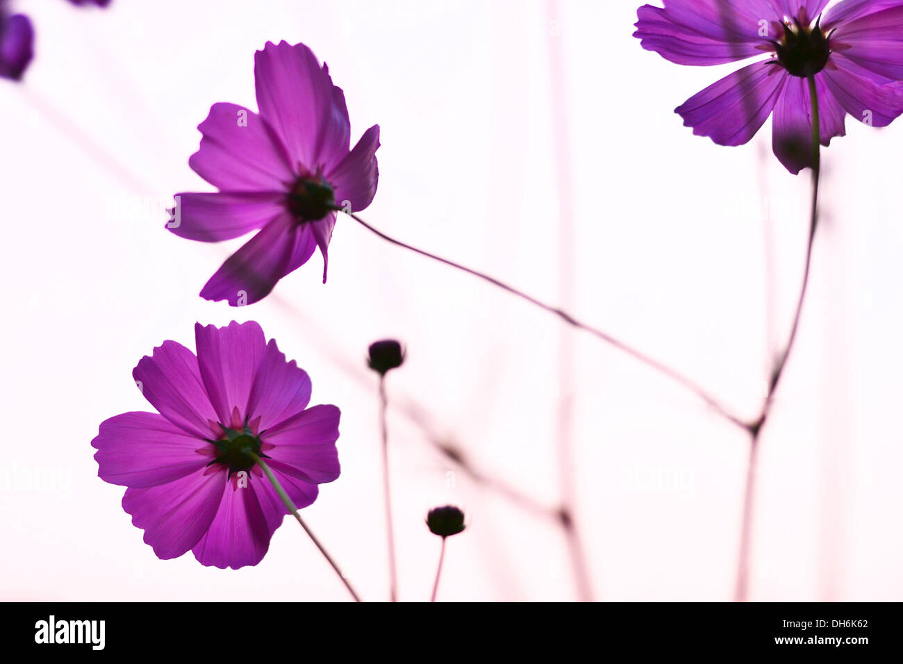 Purple cosmos hi-res stock photography and images - Alamy