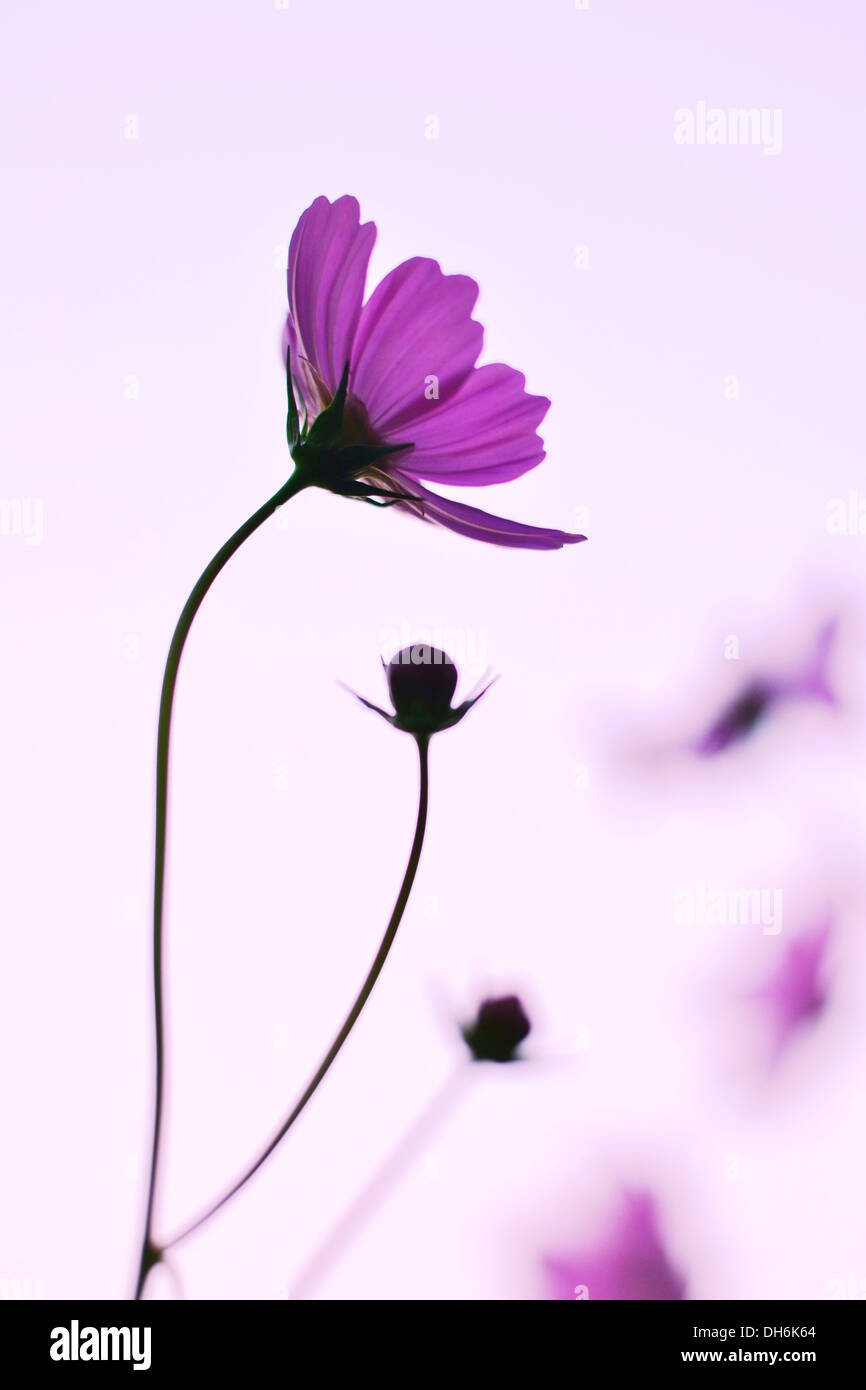 Purple color cosmos hi-res stock photography and images - Alamy