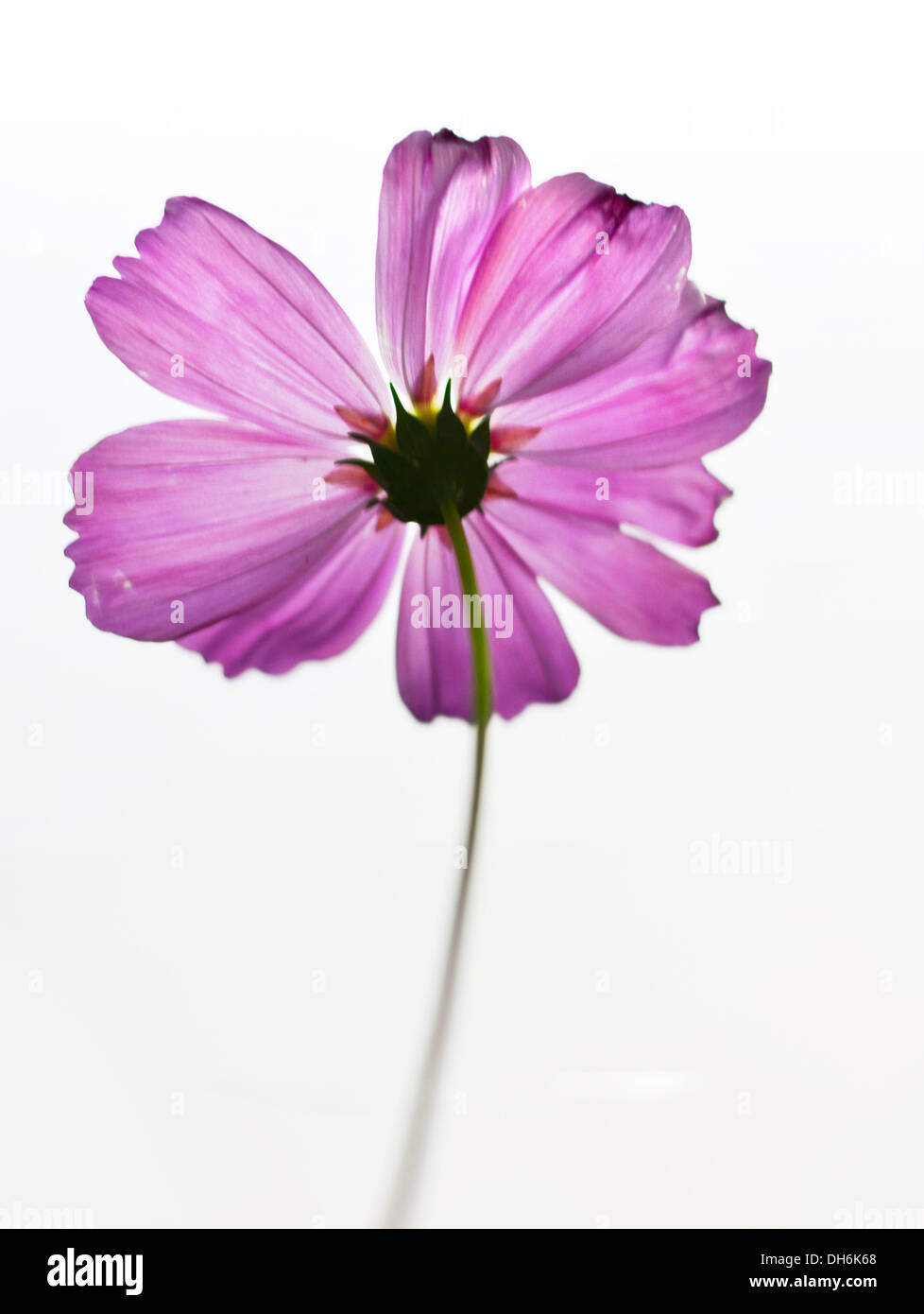 Purple color cosmos hi-res stock photography and images - Alamy