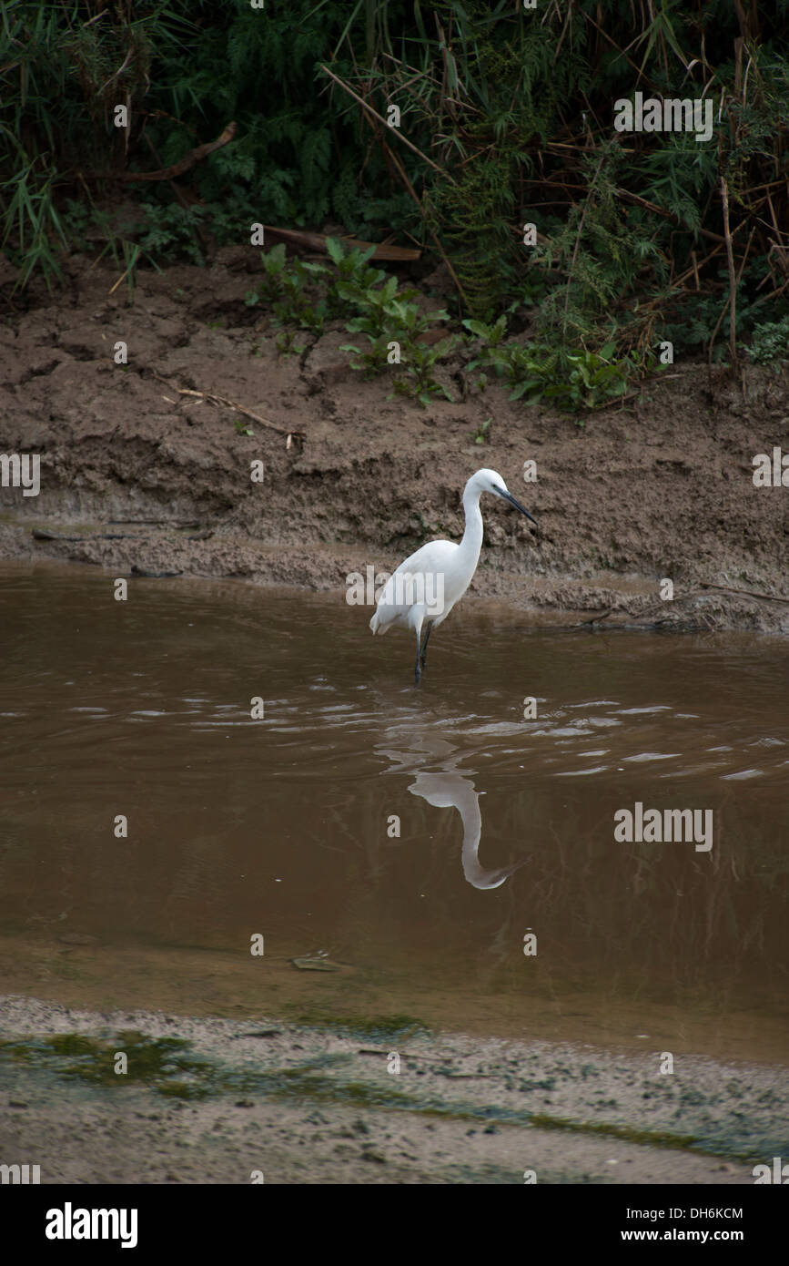 Little Egret , Alexander River Nature reserve ,Emek Hefer Israel Stock ...
