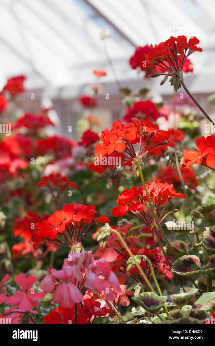 Geranium greenhouse hi-res stock photography and images - Alamy