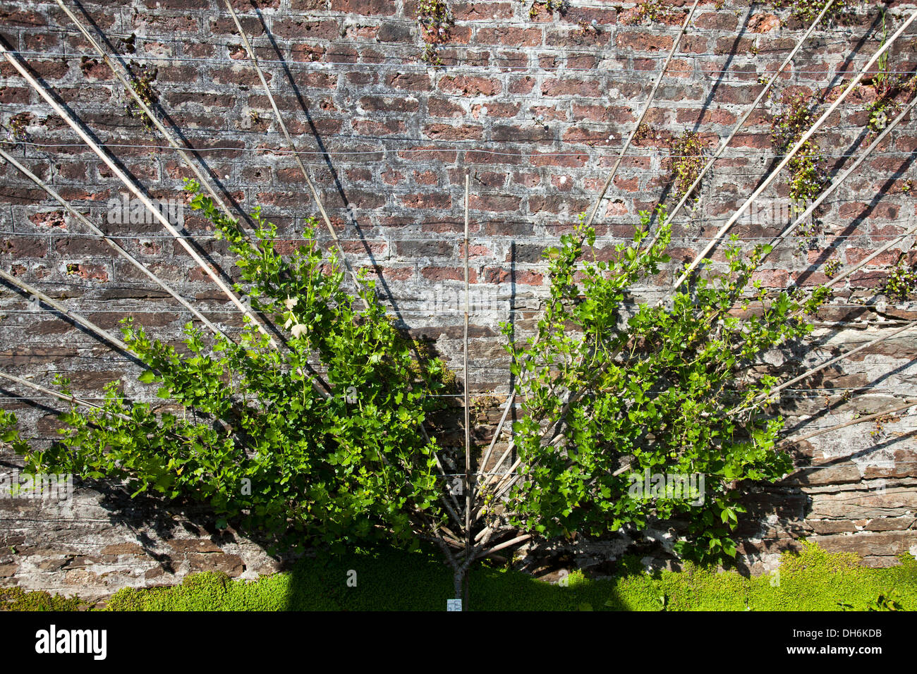 Training a gooseberry near a wall Stock Photo - Alamy