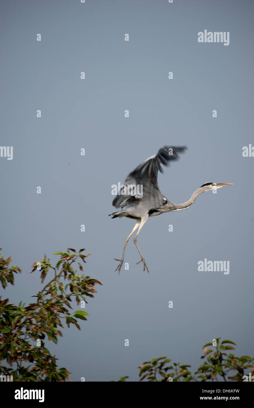 A grey Heron ,Emek Hefer Israel Stock Photo - Alamy