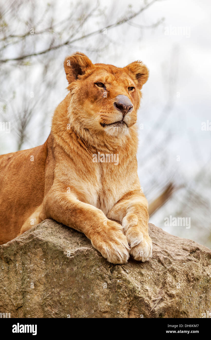 Lioness resting on a rock Stock Photo - Alamy