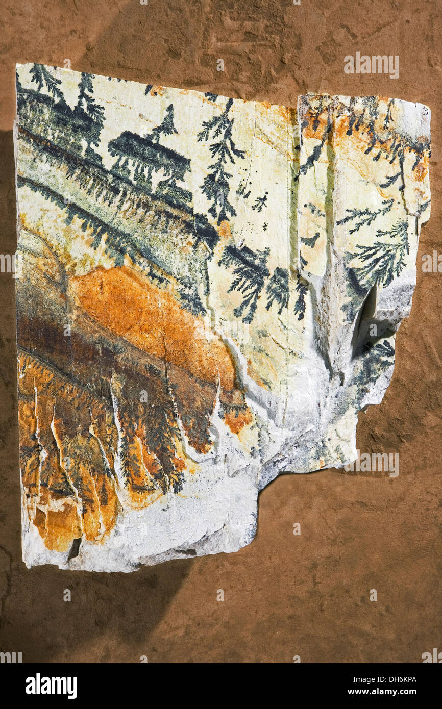 Specimen of geological rock showing meta rhyolite with a brown iron and ...