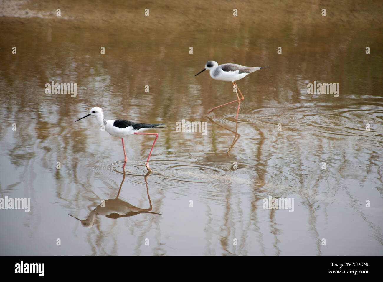 Water fowl in the Alexander River Israel Stock Photo - Alamy