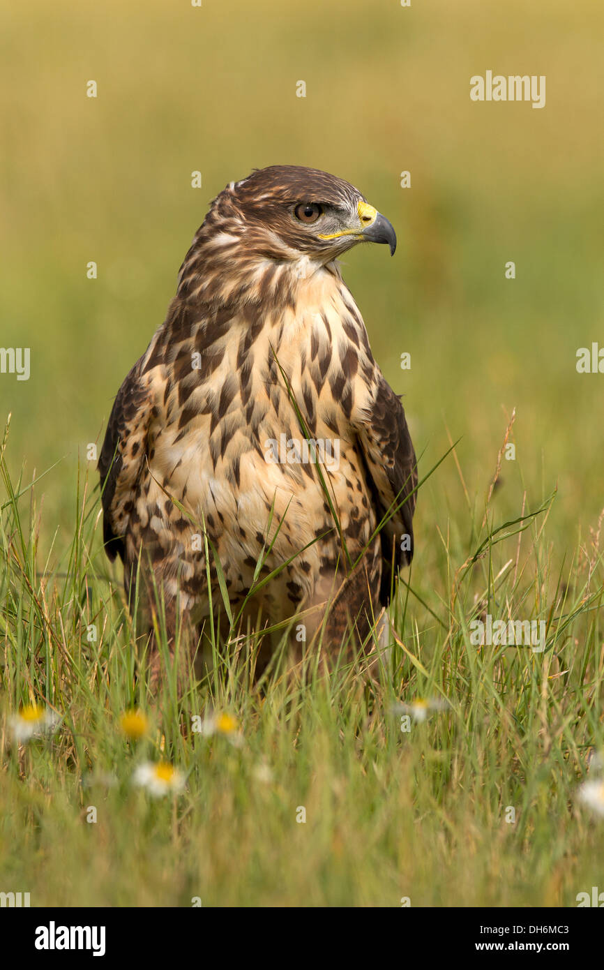 Buzzard field hi-res stock photography and images - Alamy