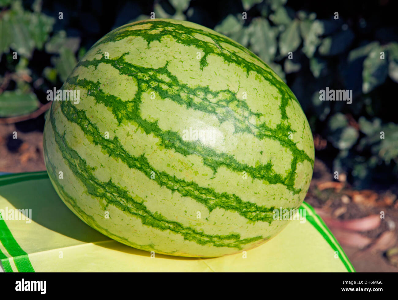 fresh water melon outside in the sunshine Stock Photo - Alamy