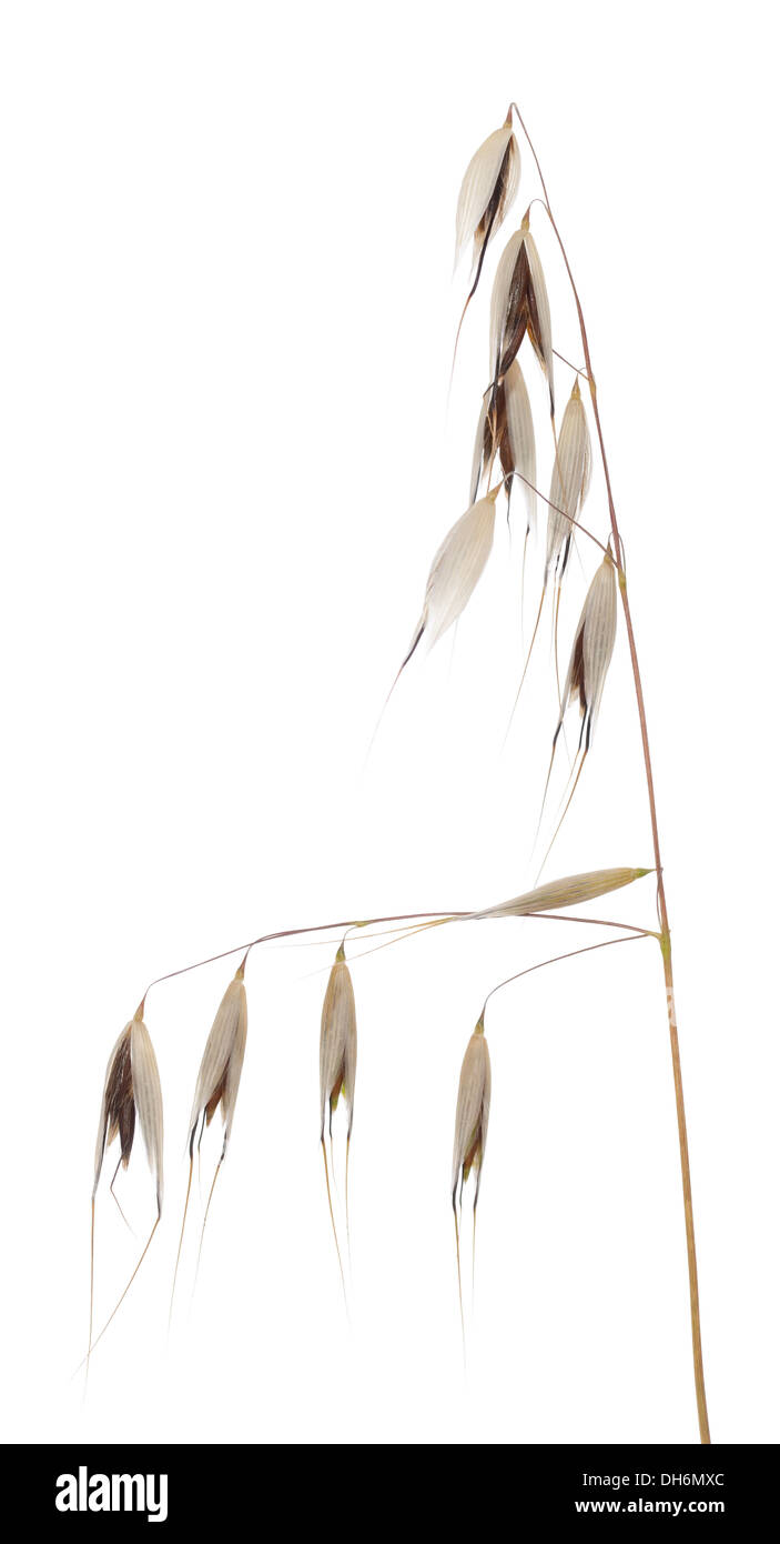 Avena fatua hi-res stock photography and images - Alamy