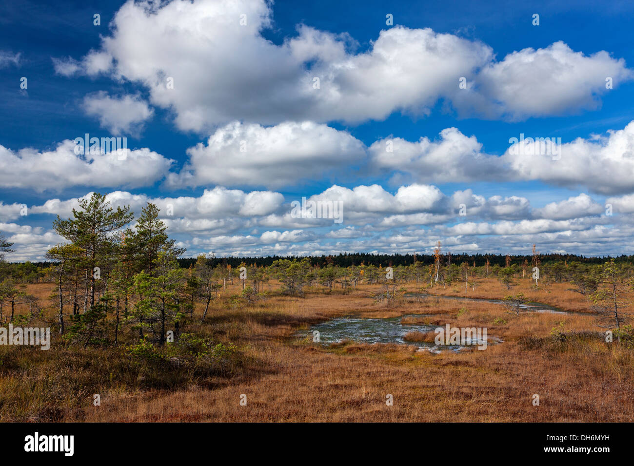 Great Kemeri Bog Stock Photo - Alamy