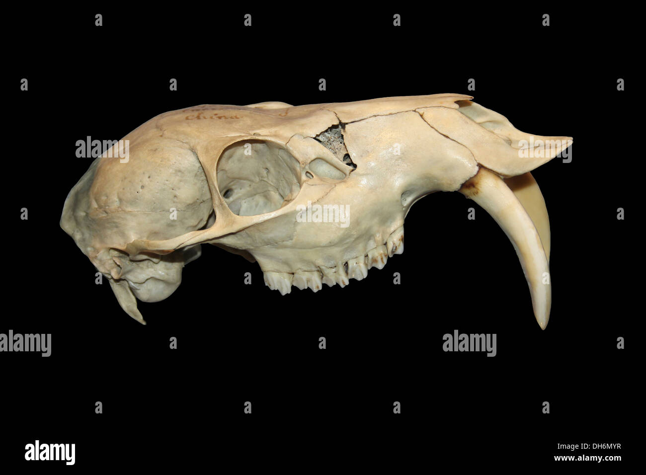 Asian deer species hi-res stock photography and images - Alamy