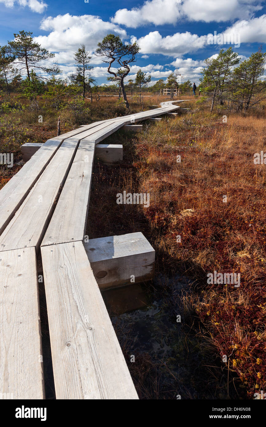 Footbridge at Great Kemeri Bog nature trail Stock Photo - Alamy