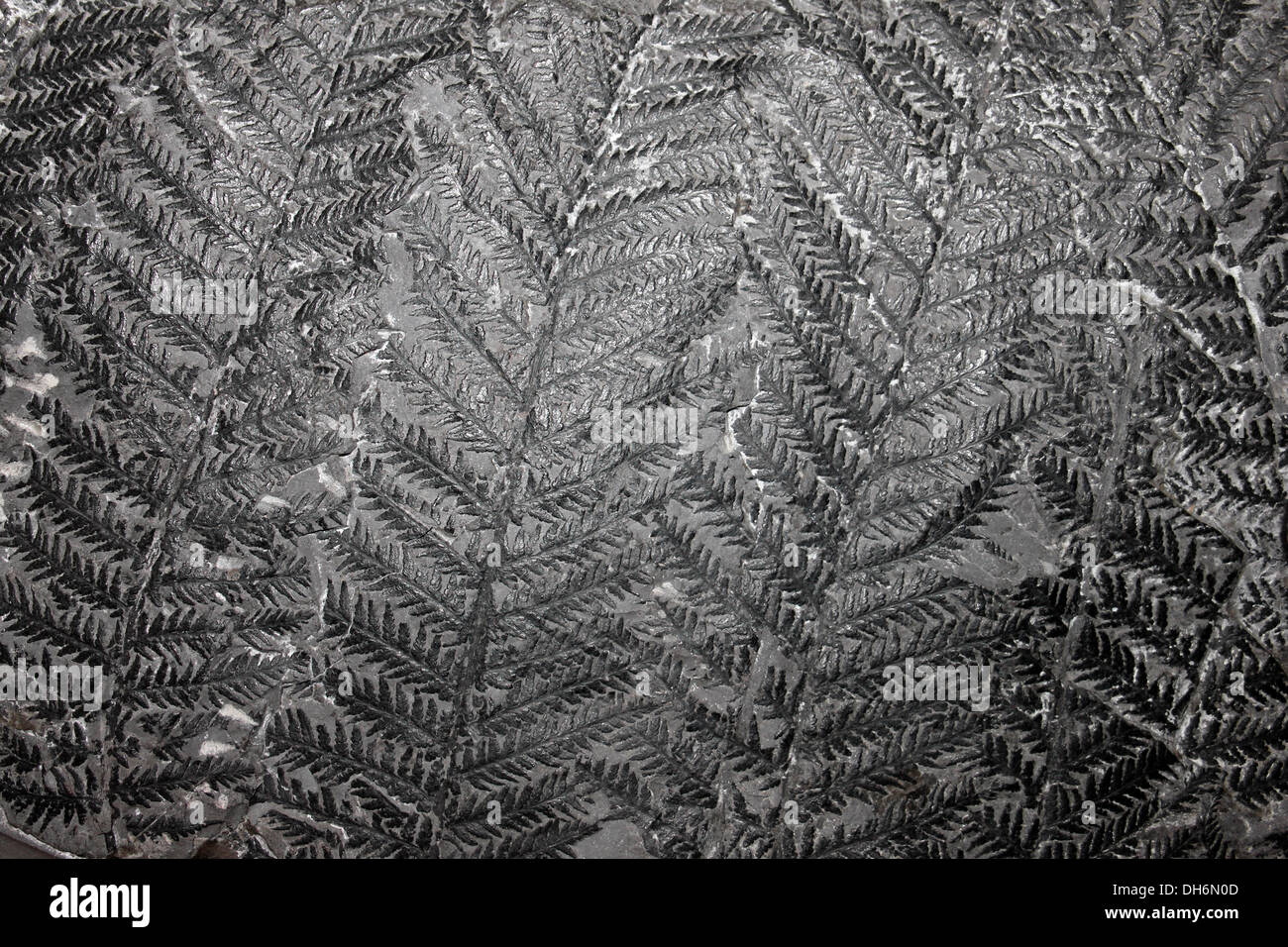 Fossilized Fern High Resolution Stock Photography and Images - Alamy