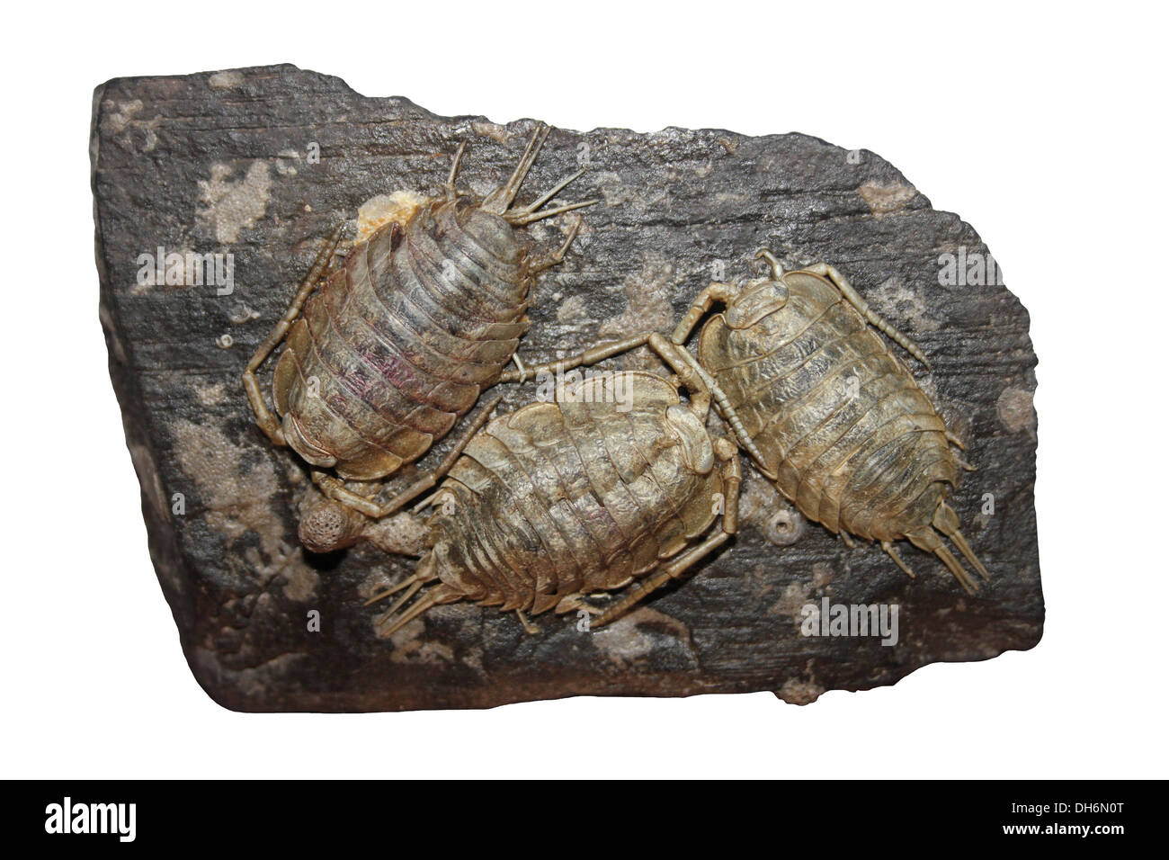 Sea slaters hi-res stock photography and images - Alamy