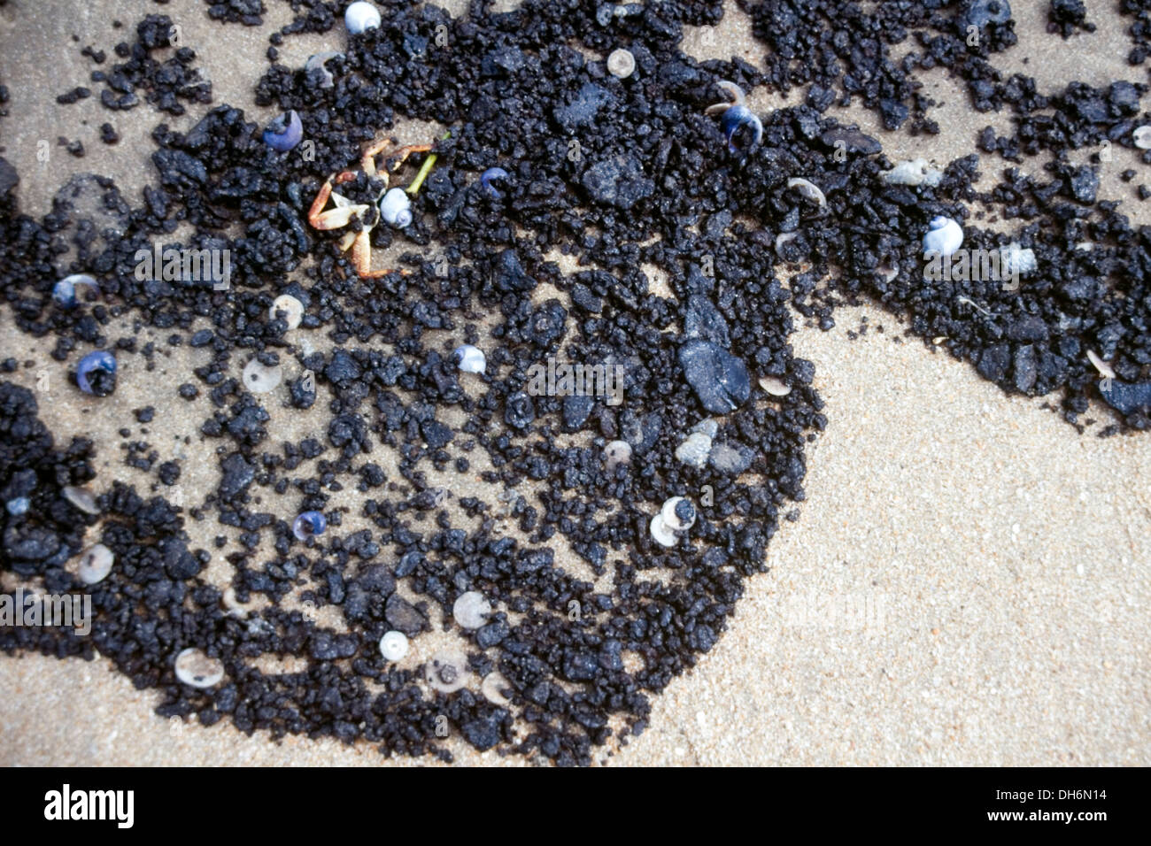 congealed clumps of crude oil pollute half moon beach gokarna karnataka ...
