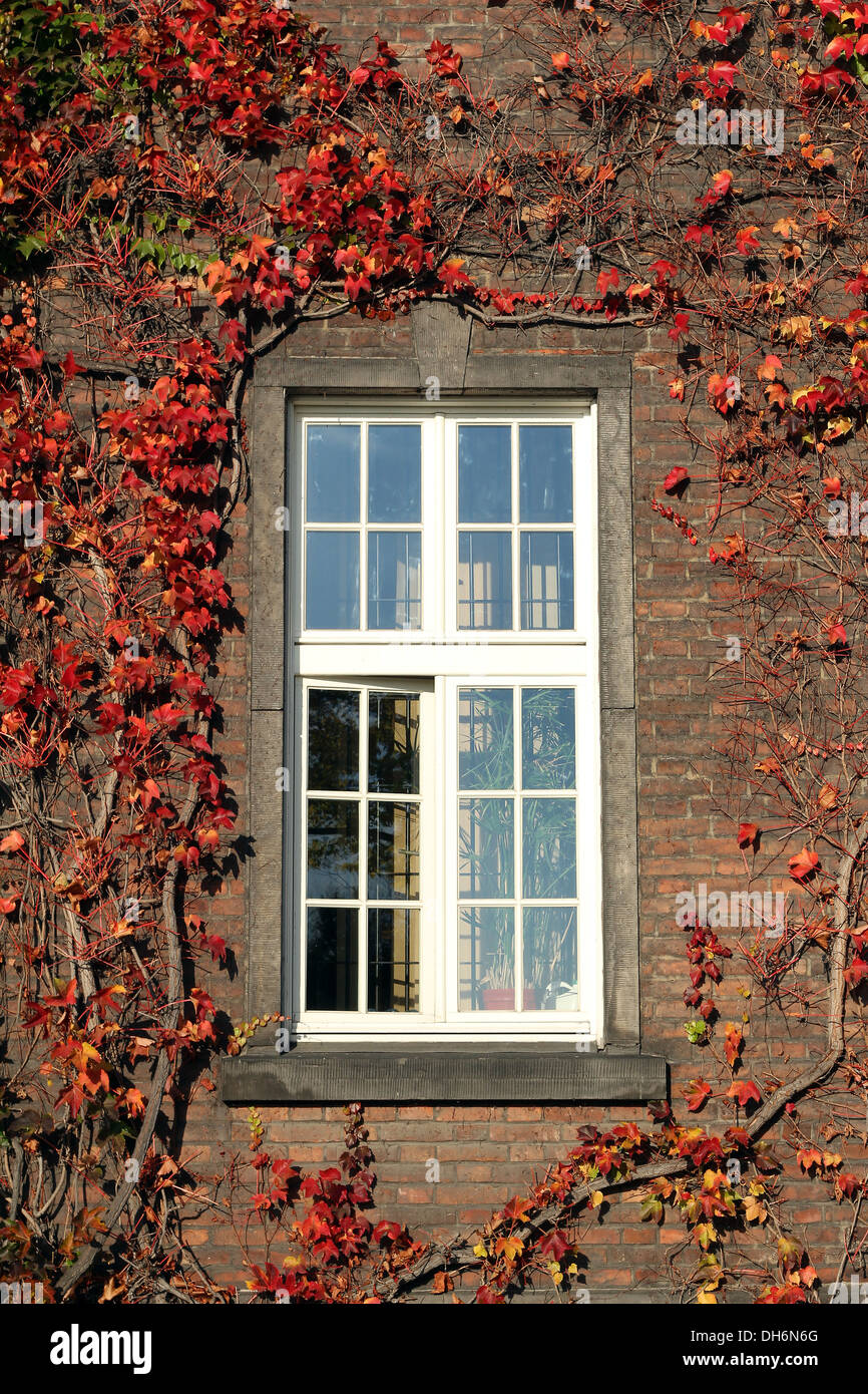 window on ivy covered wall Stock Photo - Alamy