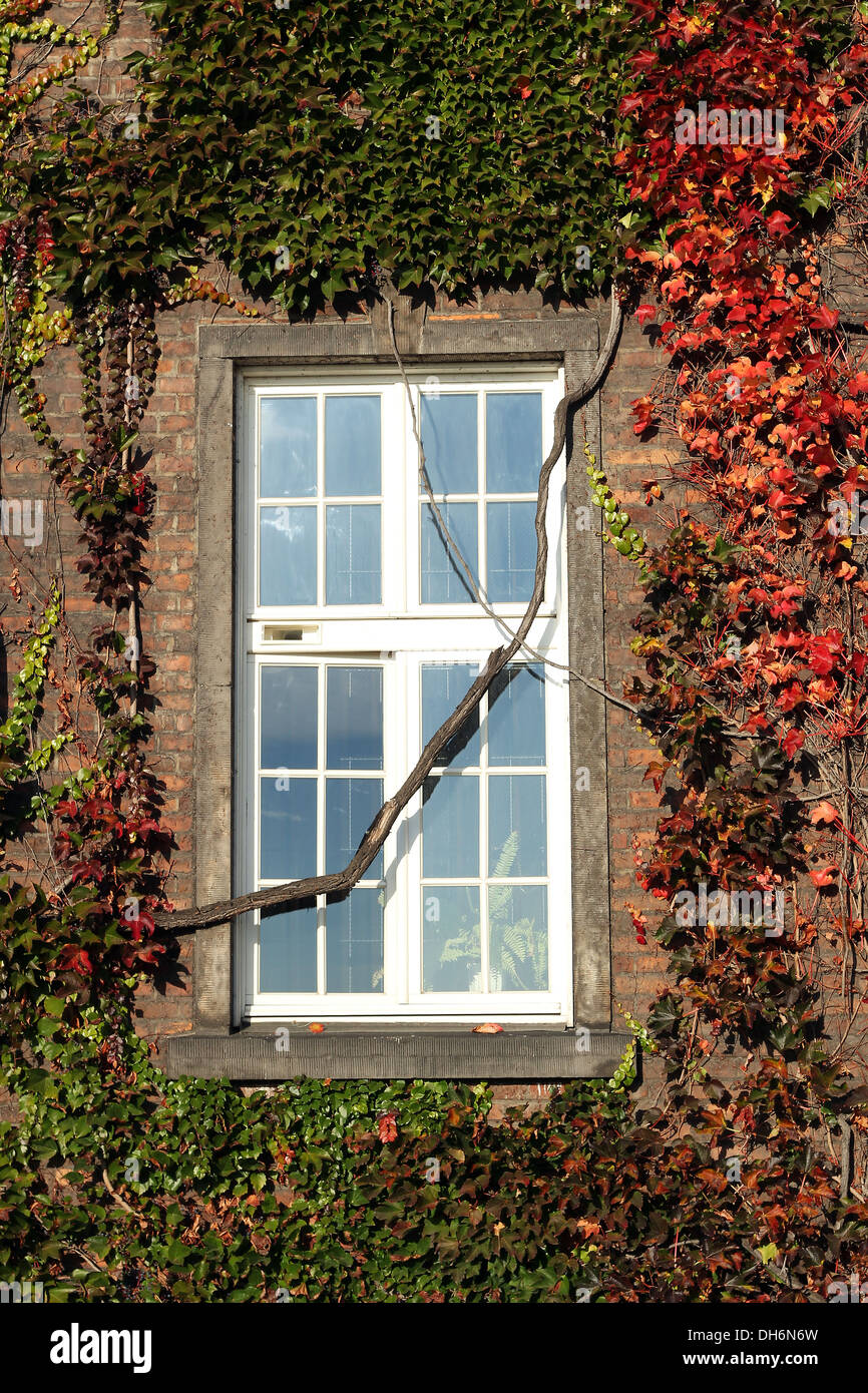 window on ivy covered wall Stock Photo - Alamy