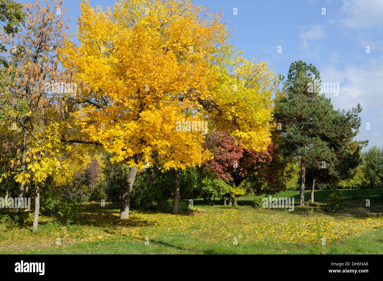 Golden autumn in the park with maples and pine trees Stock Photo - Alamy