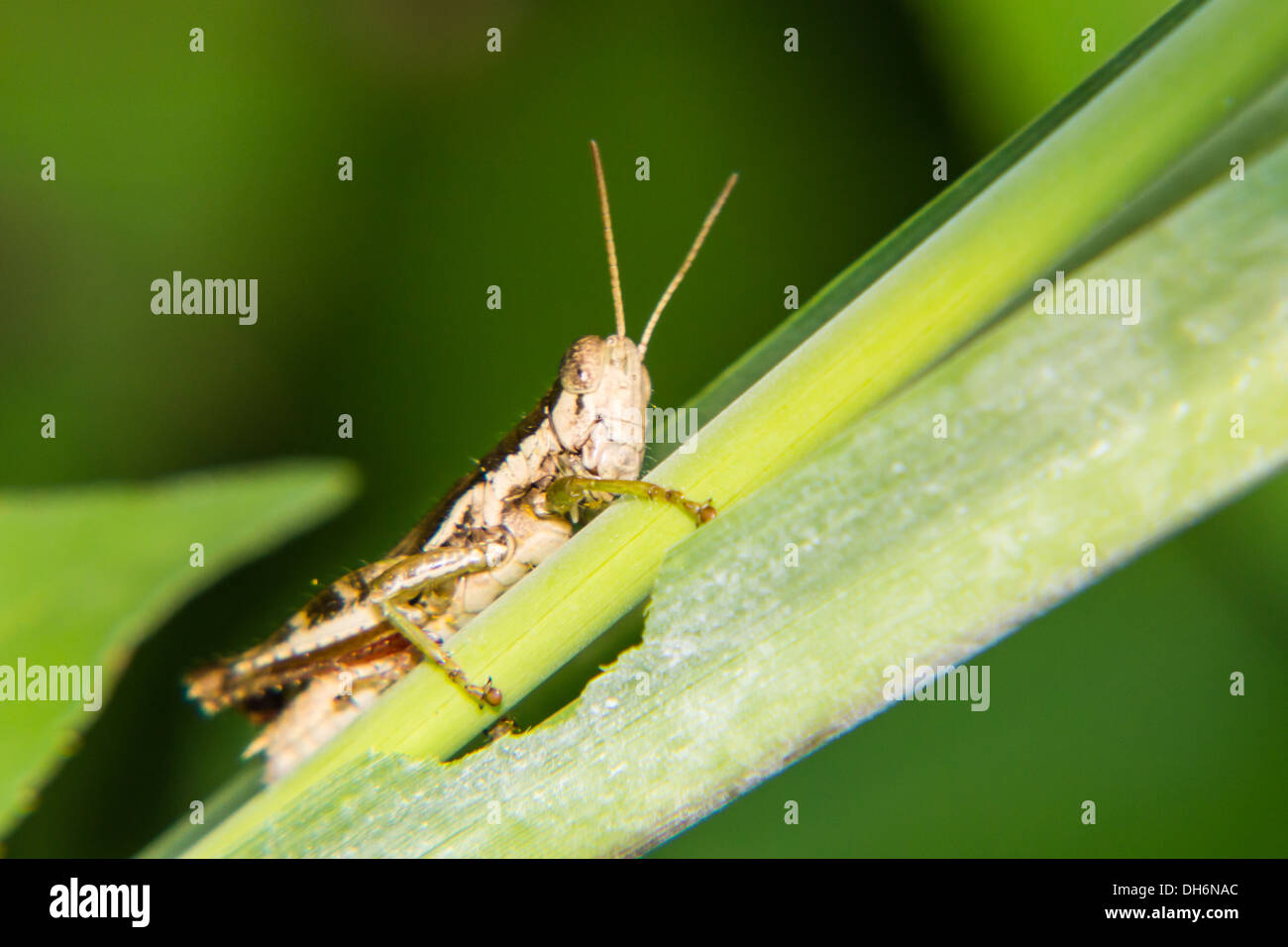 Close up large grasshopper sitting hi-res stock photography and images ...