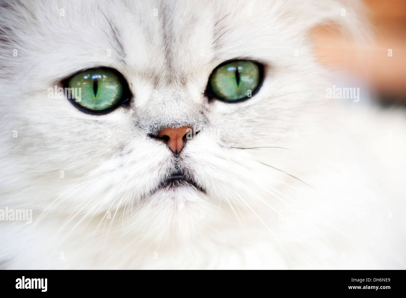 Fluffy white persian cat hi-res stock photography and images - Alamy