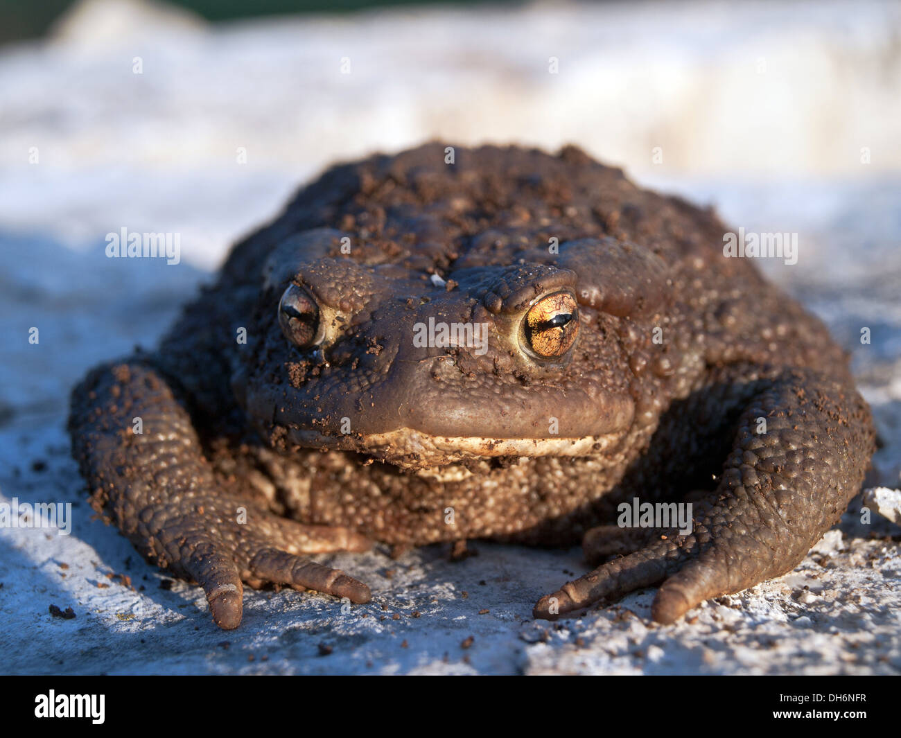 Fauna common toad hi-res stock photography and images - Alamy