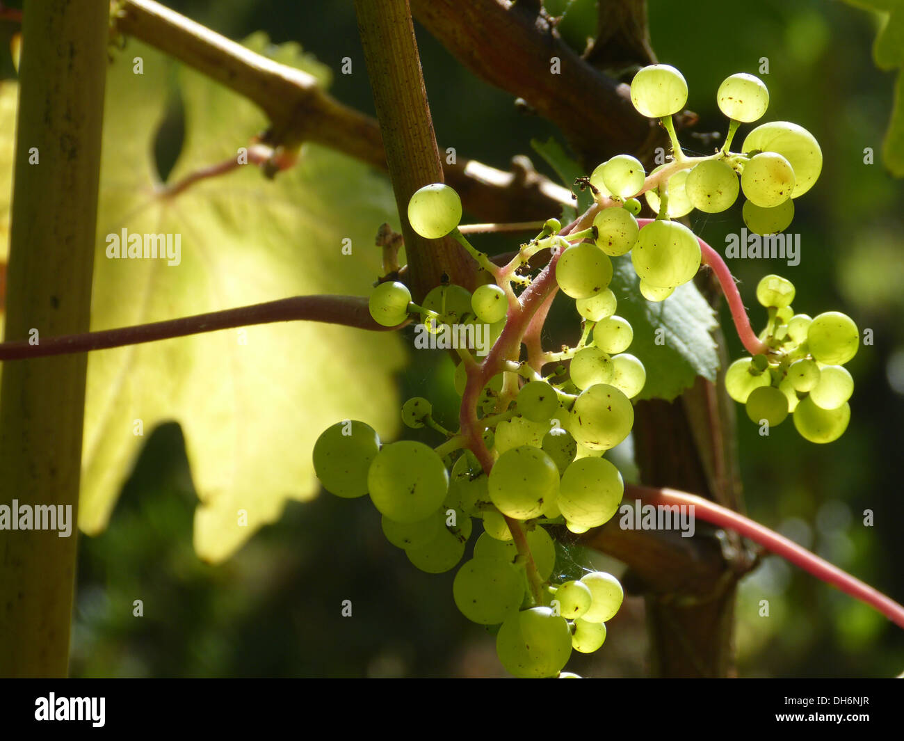 Grapes at a vineyard in Jutland, northern Denmark - one of the world's ...