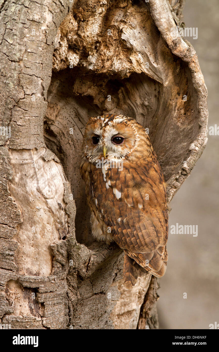 Owl hollow tree hi-res stock photography and images - Alamy