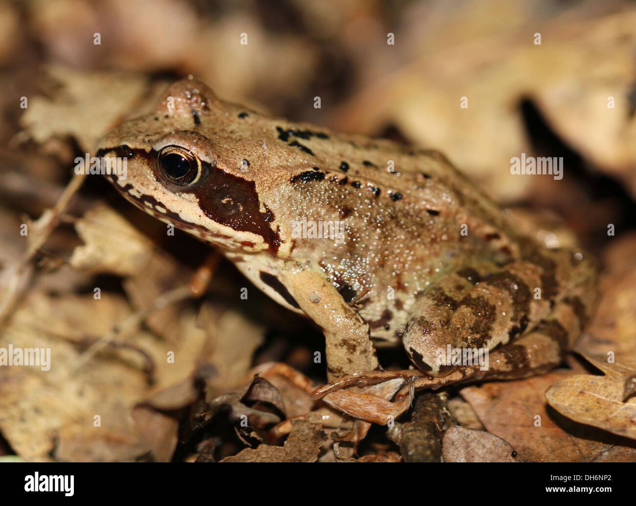Pool Frog (Pelophylax lessonae) sitting on the ground. Close up Stock ...