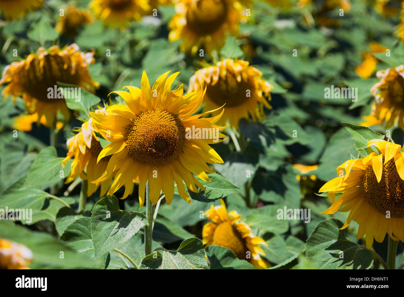 Sunflower andalusia spain hi-res stock photography and images - Alamy