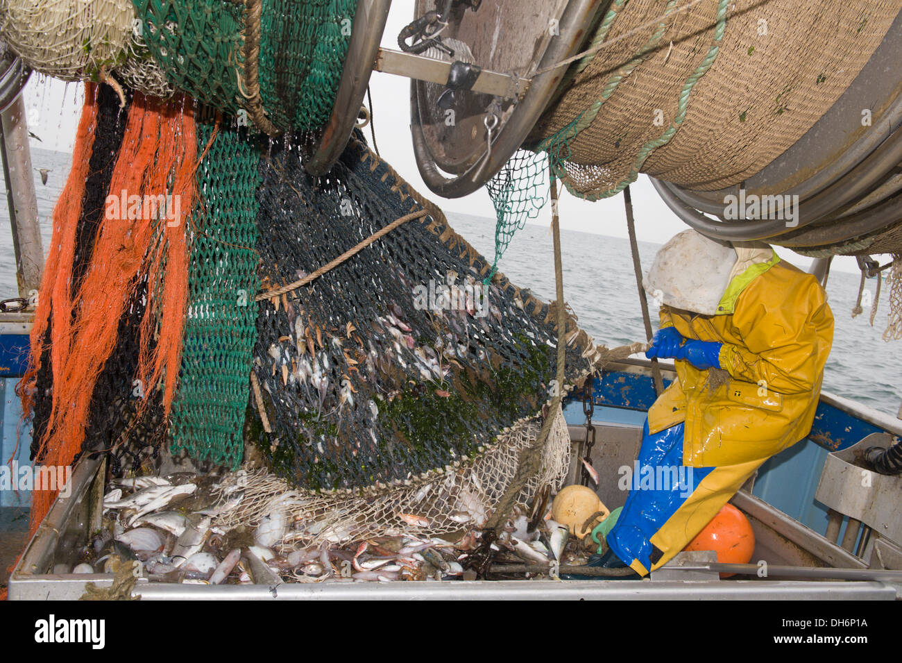 Releasing the fishes of a trawl on the boat deck Stock Photo - Alamy
