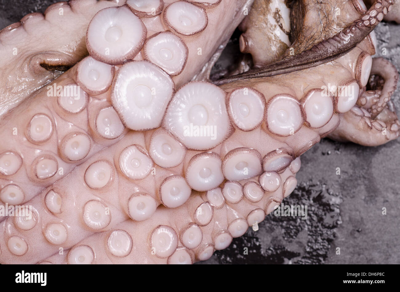 Octupus arms hi-res stock photography and images - Alamy